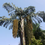 Sri Lankan Kithul Treacle - Cinnamorra