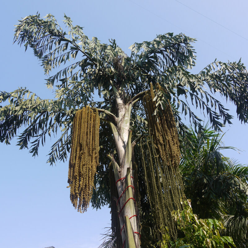 Sri Lankan Kithul Treacle - Cinnamorra